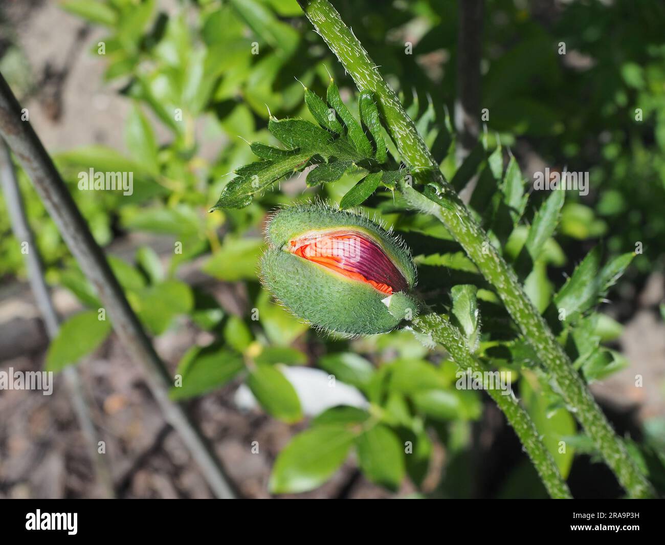 Pollinator friendly native garden hi-res stock photography and images ...
