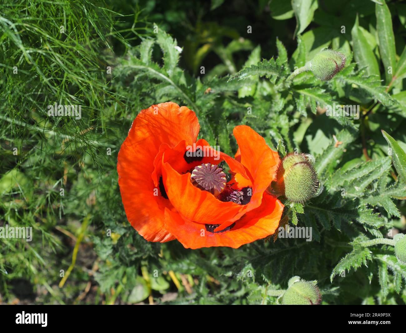 Red Poppy in natural garden Stock Photo - Alamy