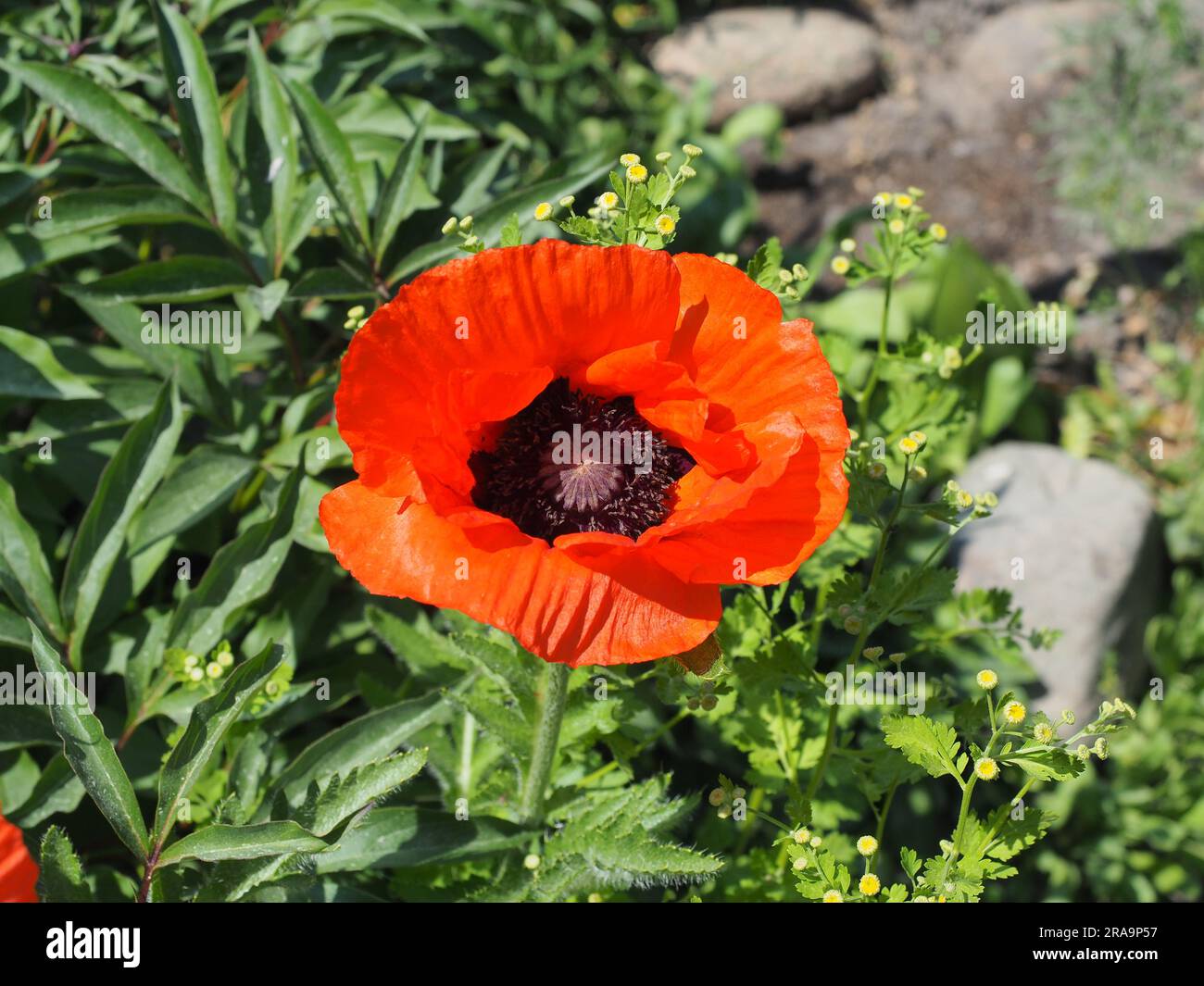 Pollinator friendly native garden hi-res stock photography and images ...