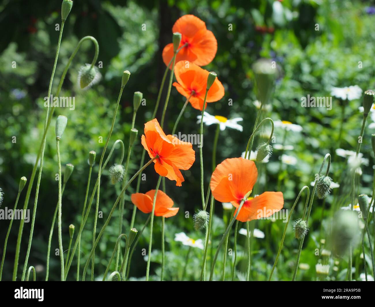Pollinator friendly native garden hi-res stock photography and images ...