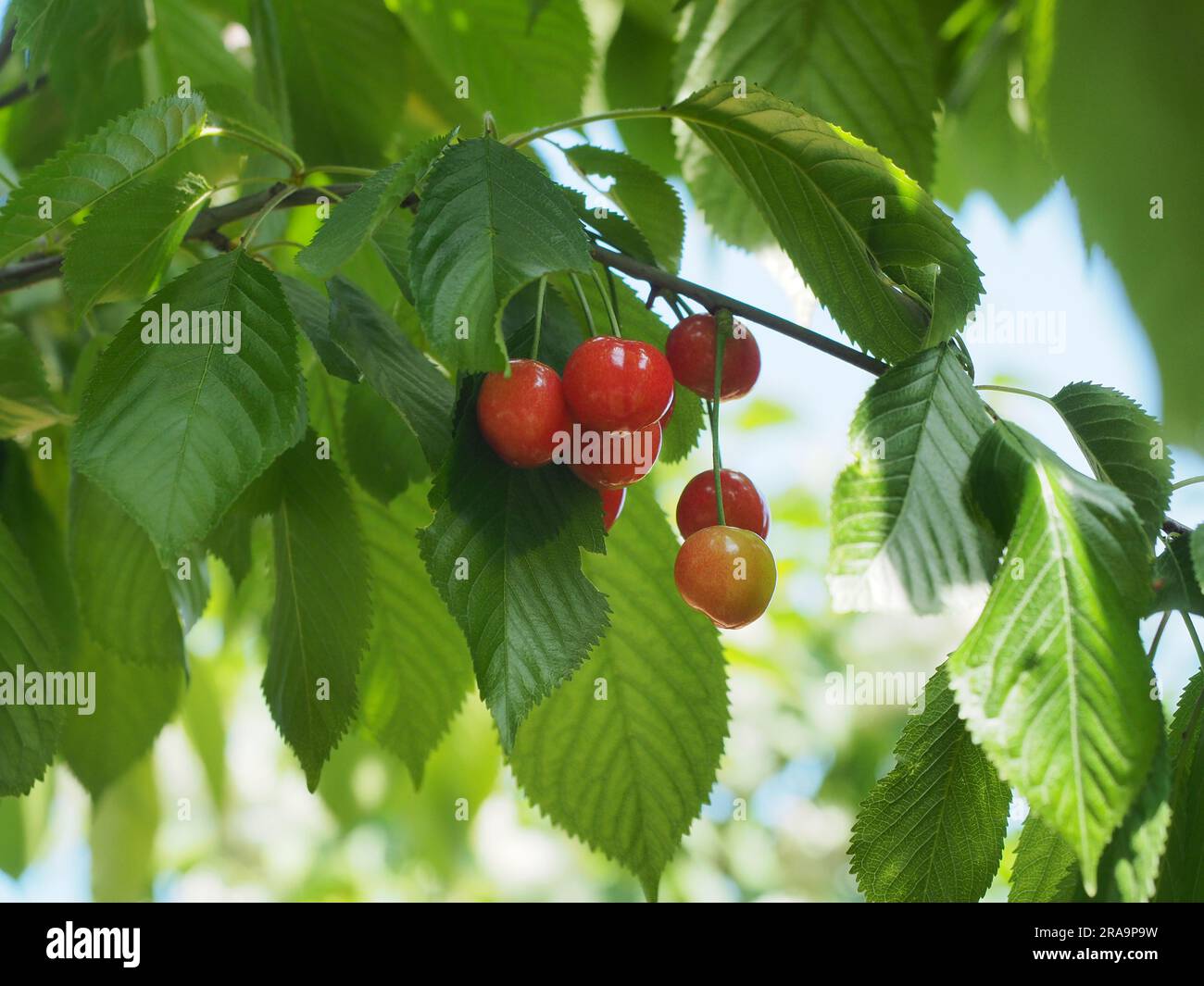 Sunlight garden orchard hi-res stock photography and images - Alamy