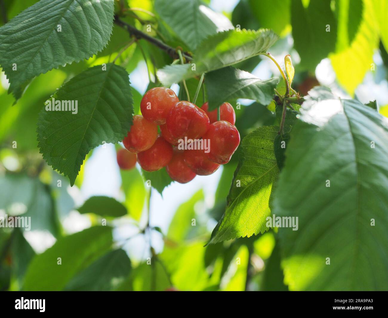 Young red cherries in the garden, orchard Stock Photo - Alamy