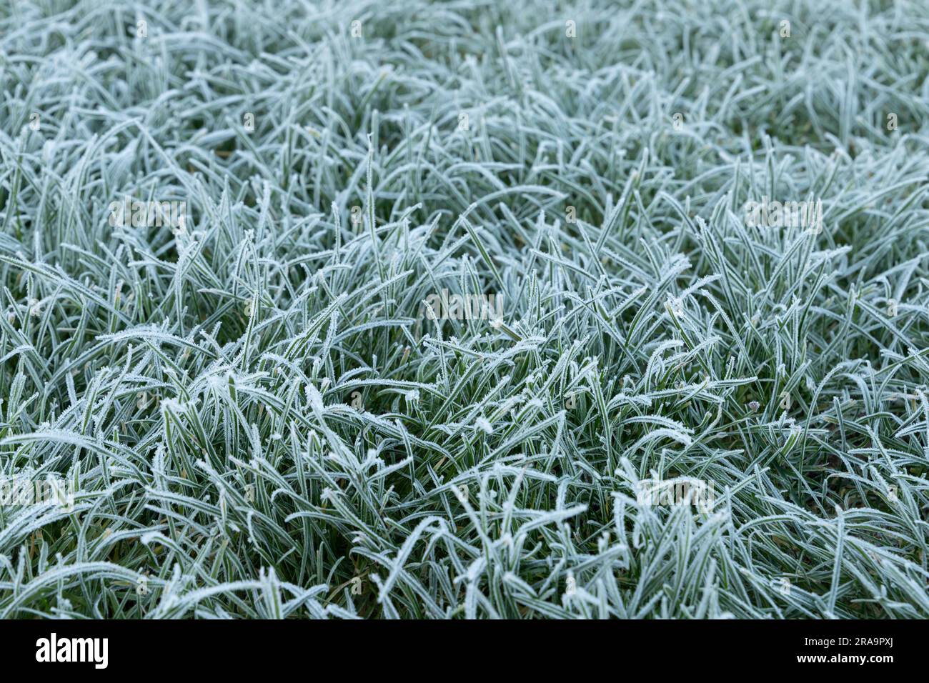 Close-up of a frosty grass Stock Photo - Alamy