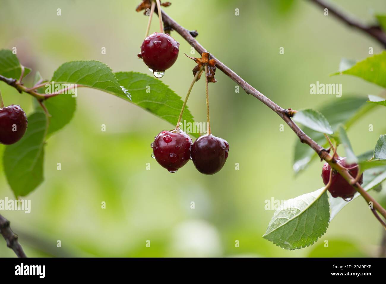 Cherry and fruit hi-res stock photography and images - Alamy