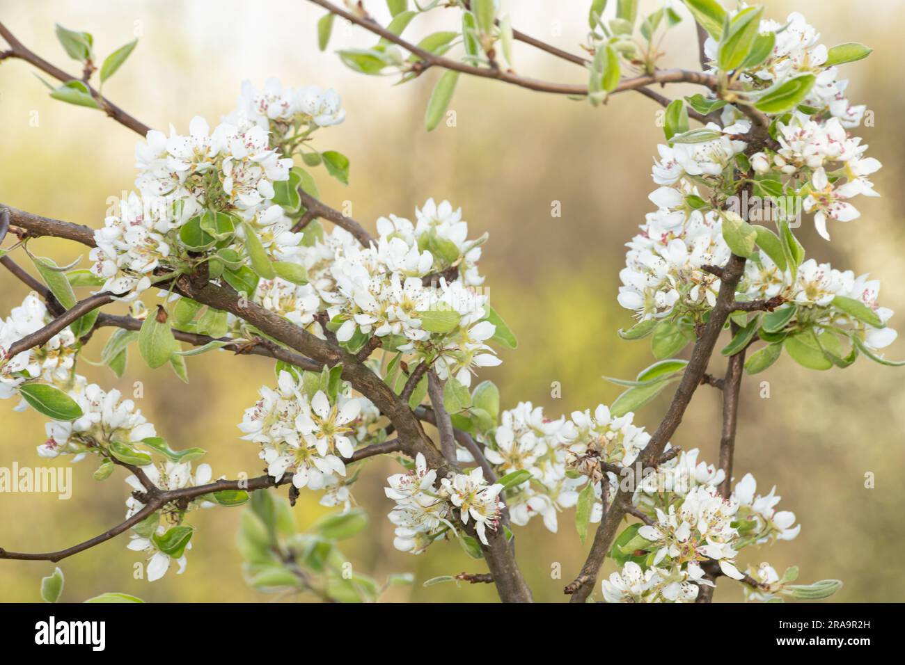 Pear flowers spring nature hi-res stock photography and images - Alamy