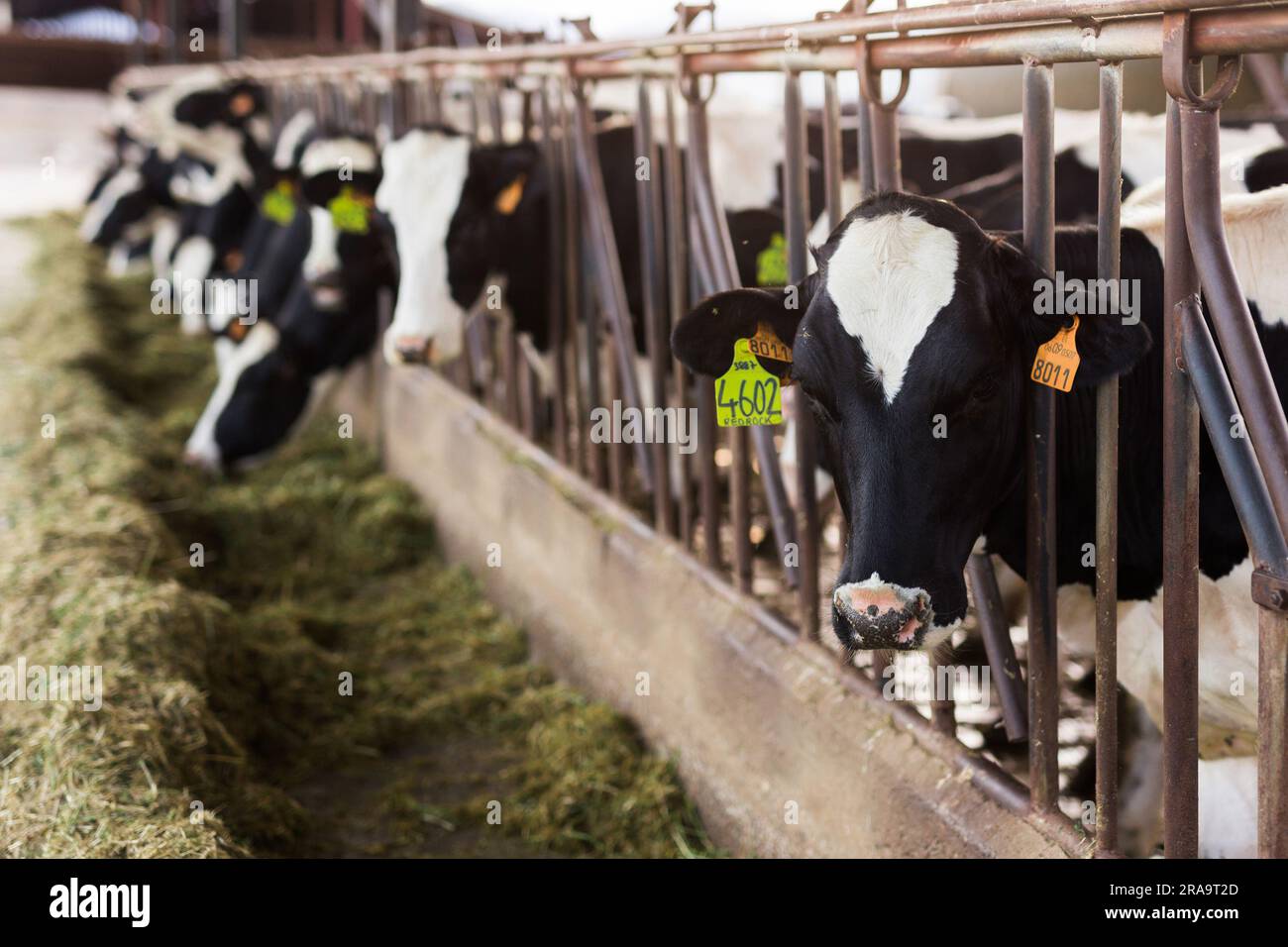 adult cows eating hay with grass on dairy farm Stock Photo - Alamy