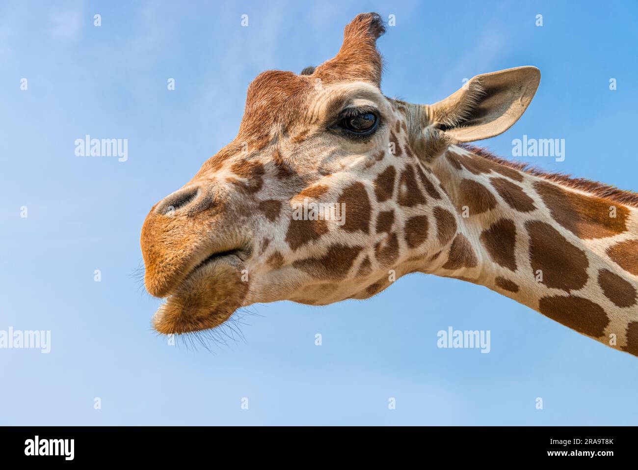 Giraffe nose hi-res stock photography and images - Alamy