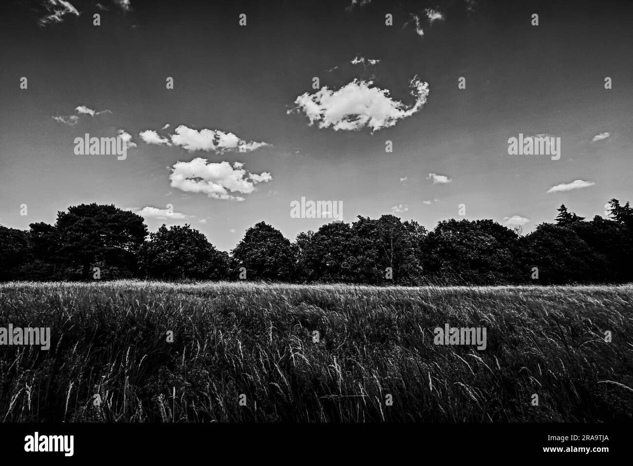 Long grass in an uncultivated area blows in the wind on a summer day ...