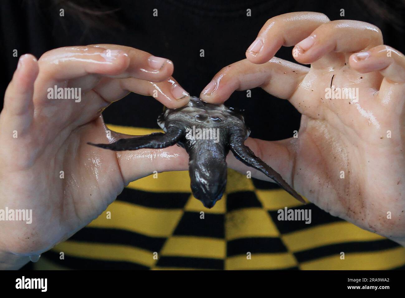 Bantul, Yogyakarta, Indonesia. 2nd July, 2023. A child holds an olive ...