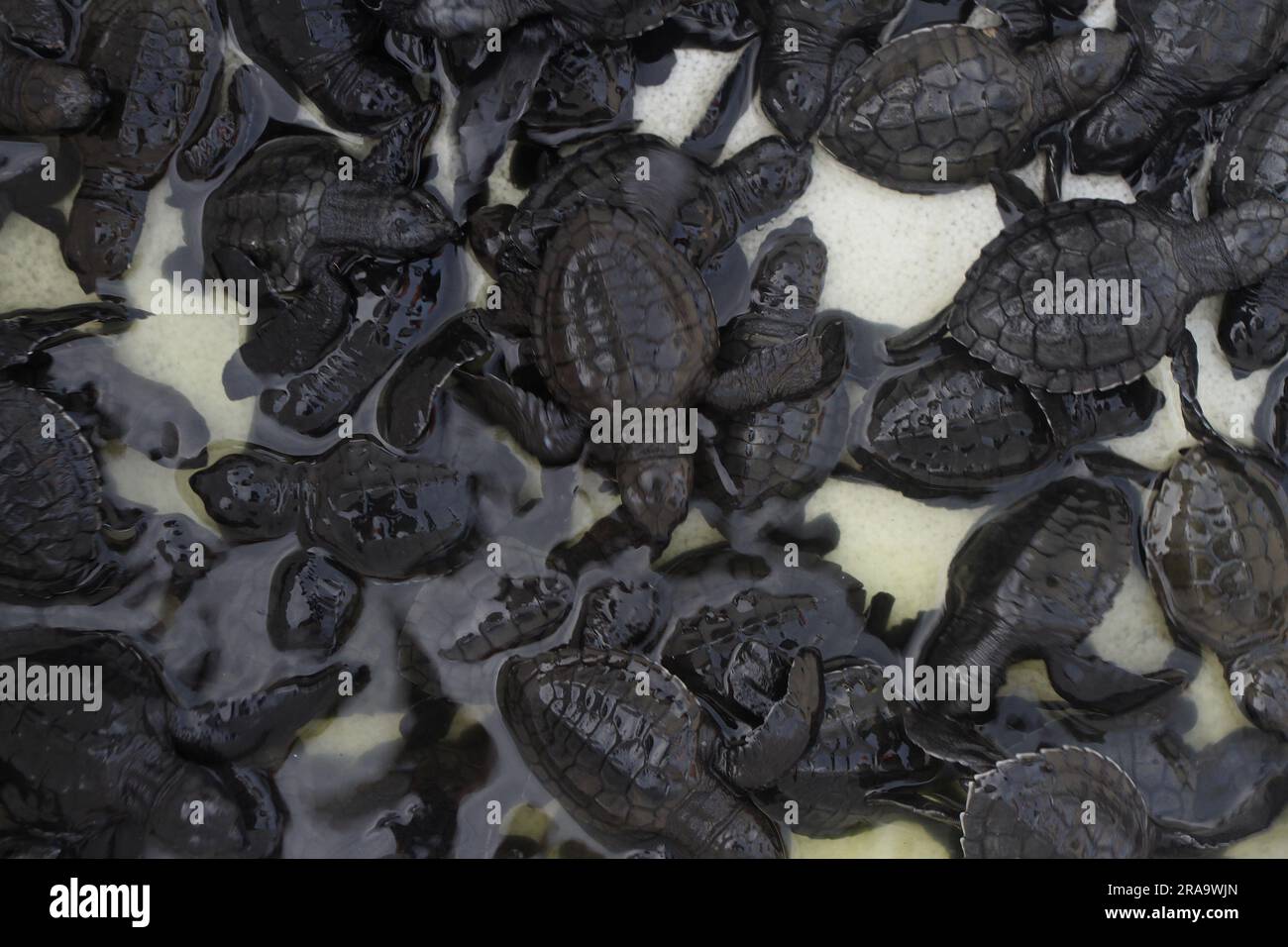Olive turtle goa hi-res stock photography and images - Alamy