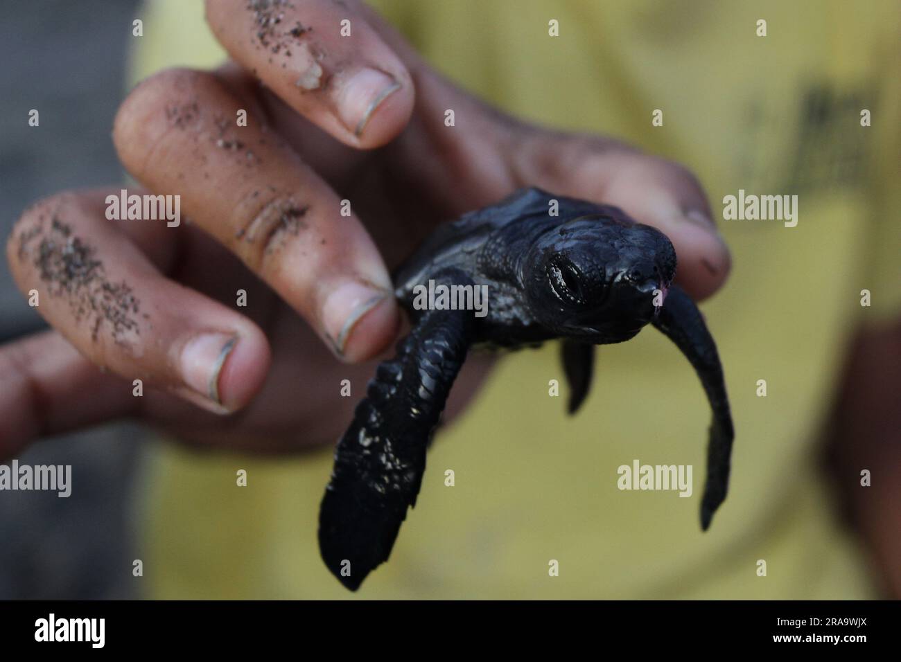 Bantul, Yogyakarta, Indonesia. 2nd July, 2023. A child holds an olive ...