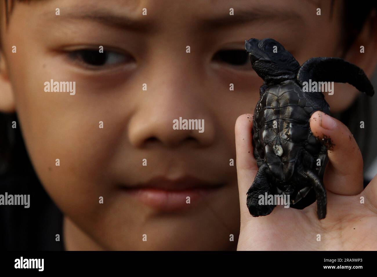 Bantul, Yogyakarta, Indonesia. 2nd July, 2023. A child holds an olive ...