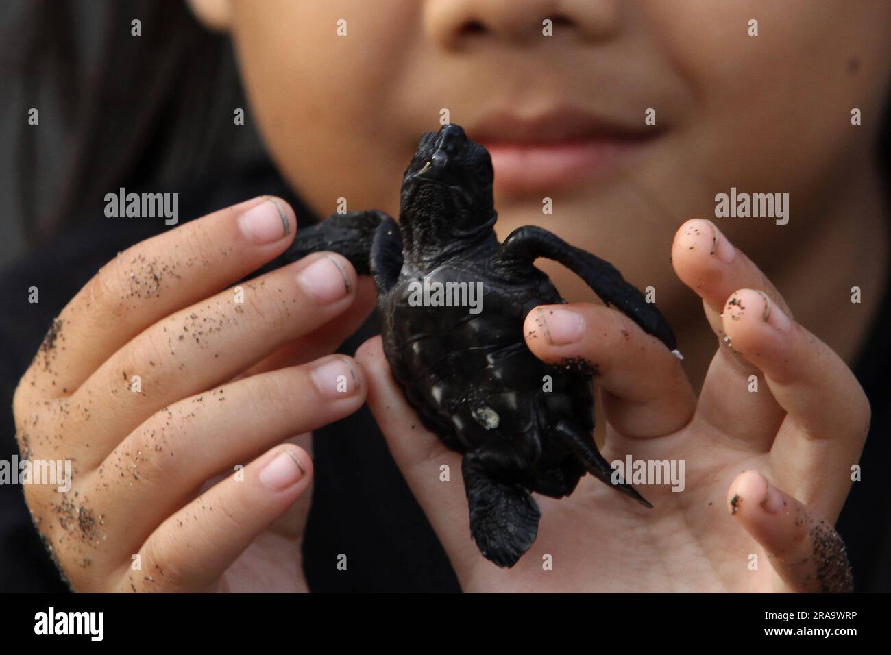 Bantul, Yogyakarta, Indonesia. 2nd July, 2023. A child holds an olive ...
