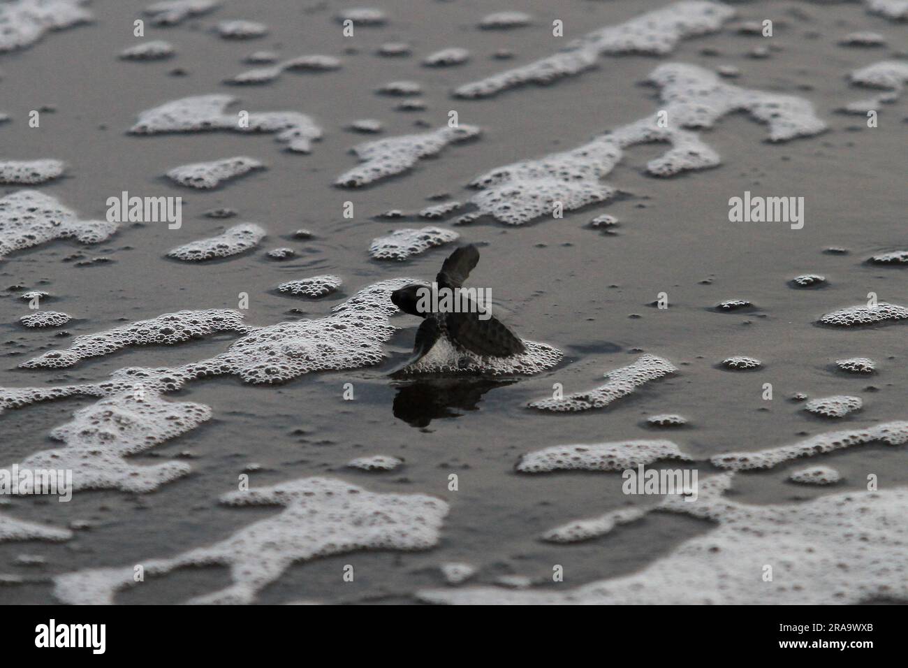 Bantul, Yogyakarta, Indonesia. 2nd July, 2023. The olive ridley sea ...