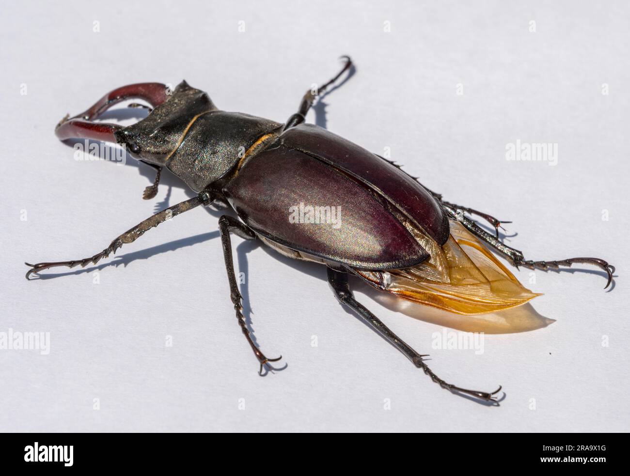 Male stag beetle hi-res stock photography and images - Alamy