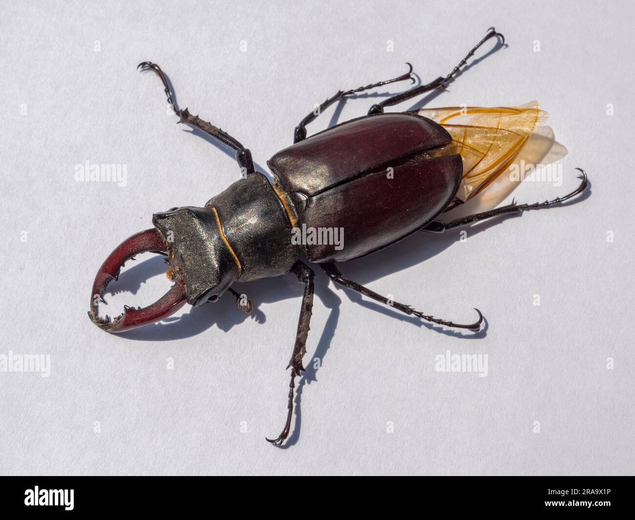 Male lucanus cervus hi-res stock photography and images - Alamy