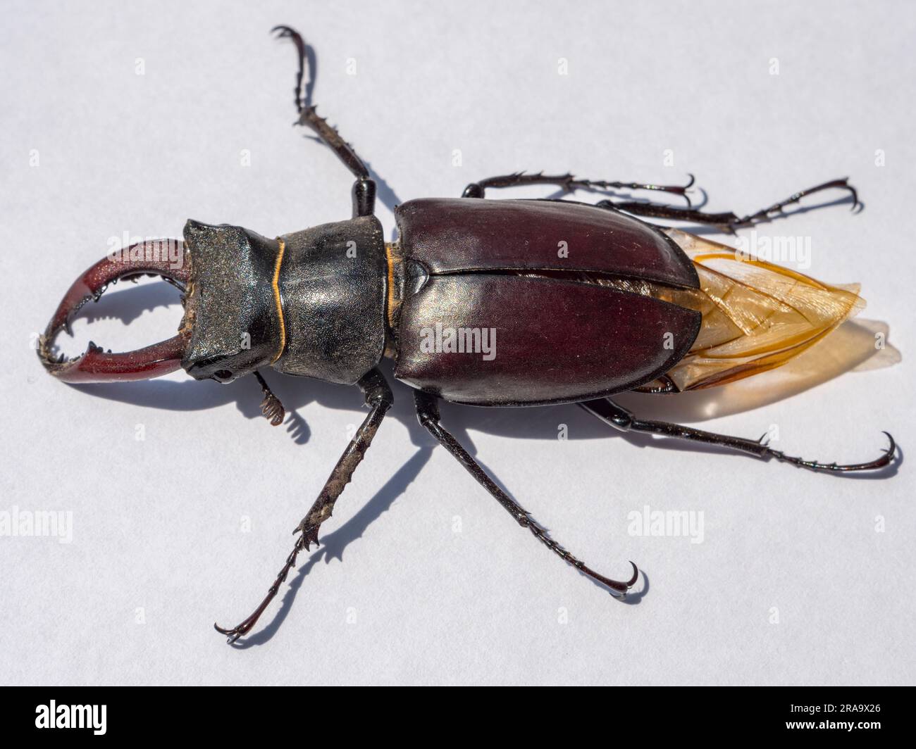 Male lucanus hi-res stock photography and images - Alamy
