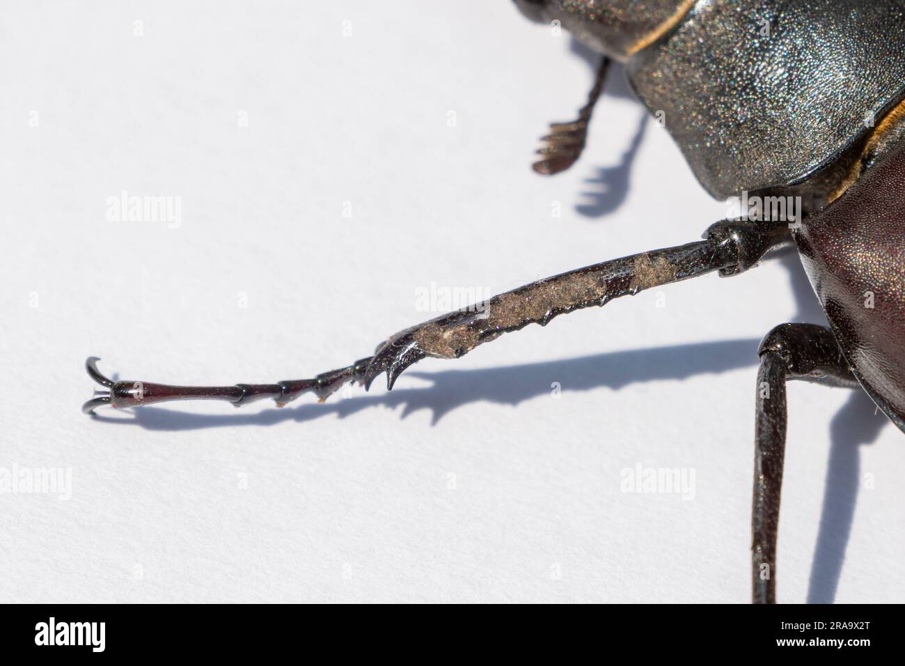 Close up of a front leg of male stag beetle (Lucanus cervus), showing ...