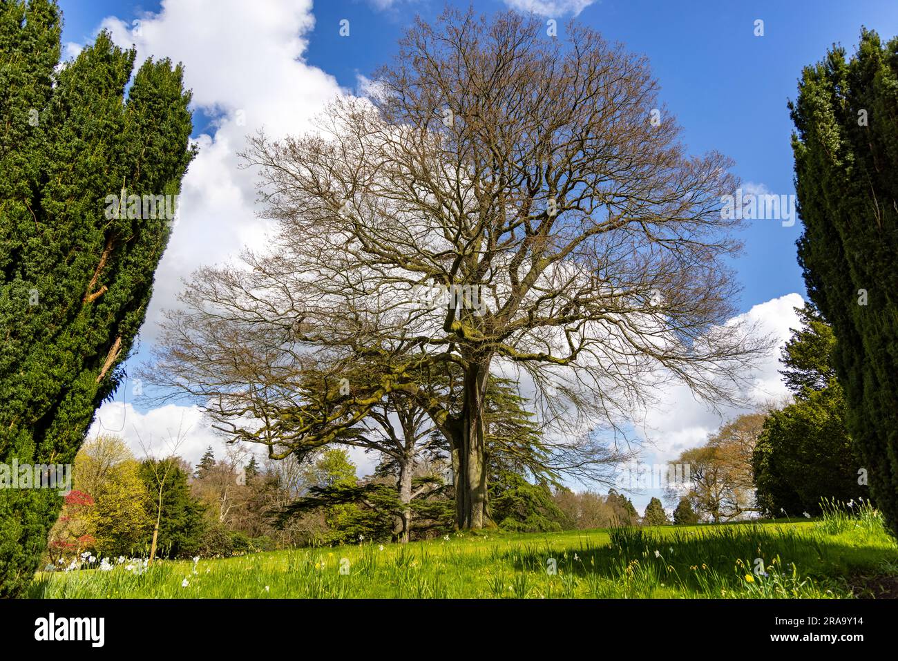 Magnificent beech tree in the grounds of Hillsborough Palace, formerly ...