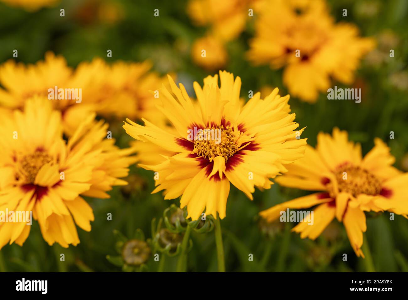 Close up of Coreopsis 'Bright Touch' flowering in an English summer ...