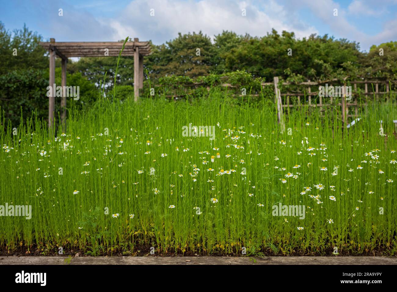 The University Botanical Garden (Botanisk hage) is Norway's oldest ...