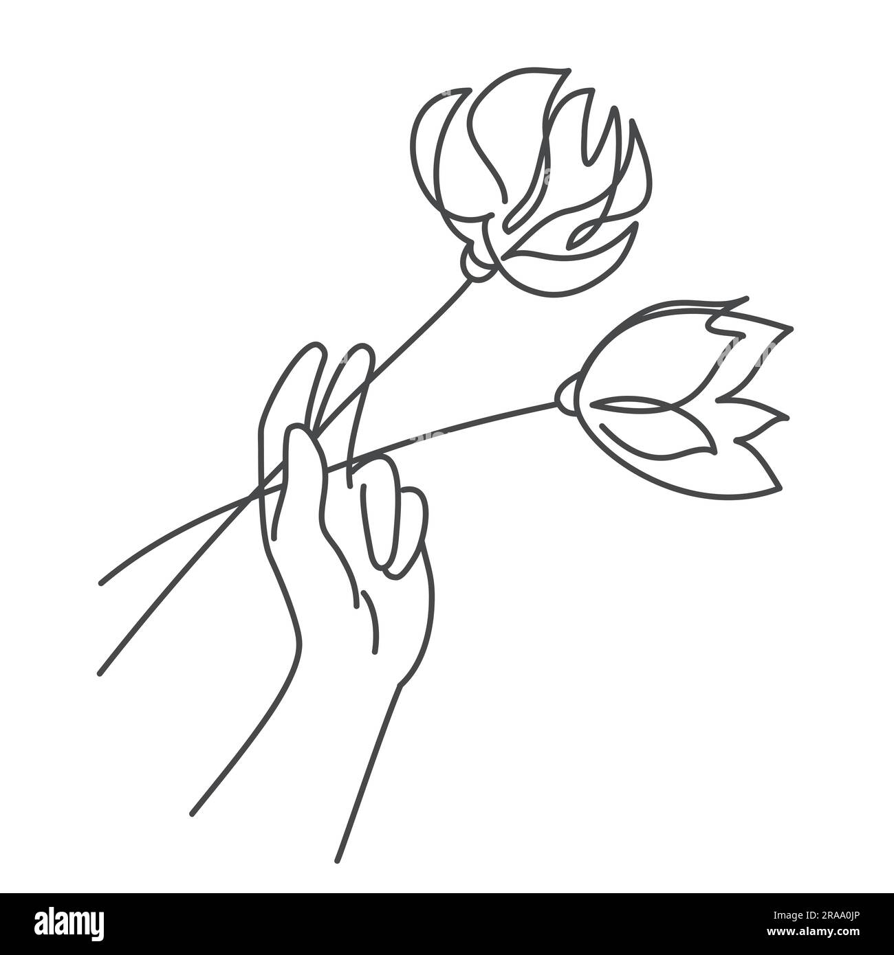 Hand holding tulips. Hand drawn vector illustration Stock Vector Image ...