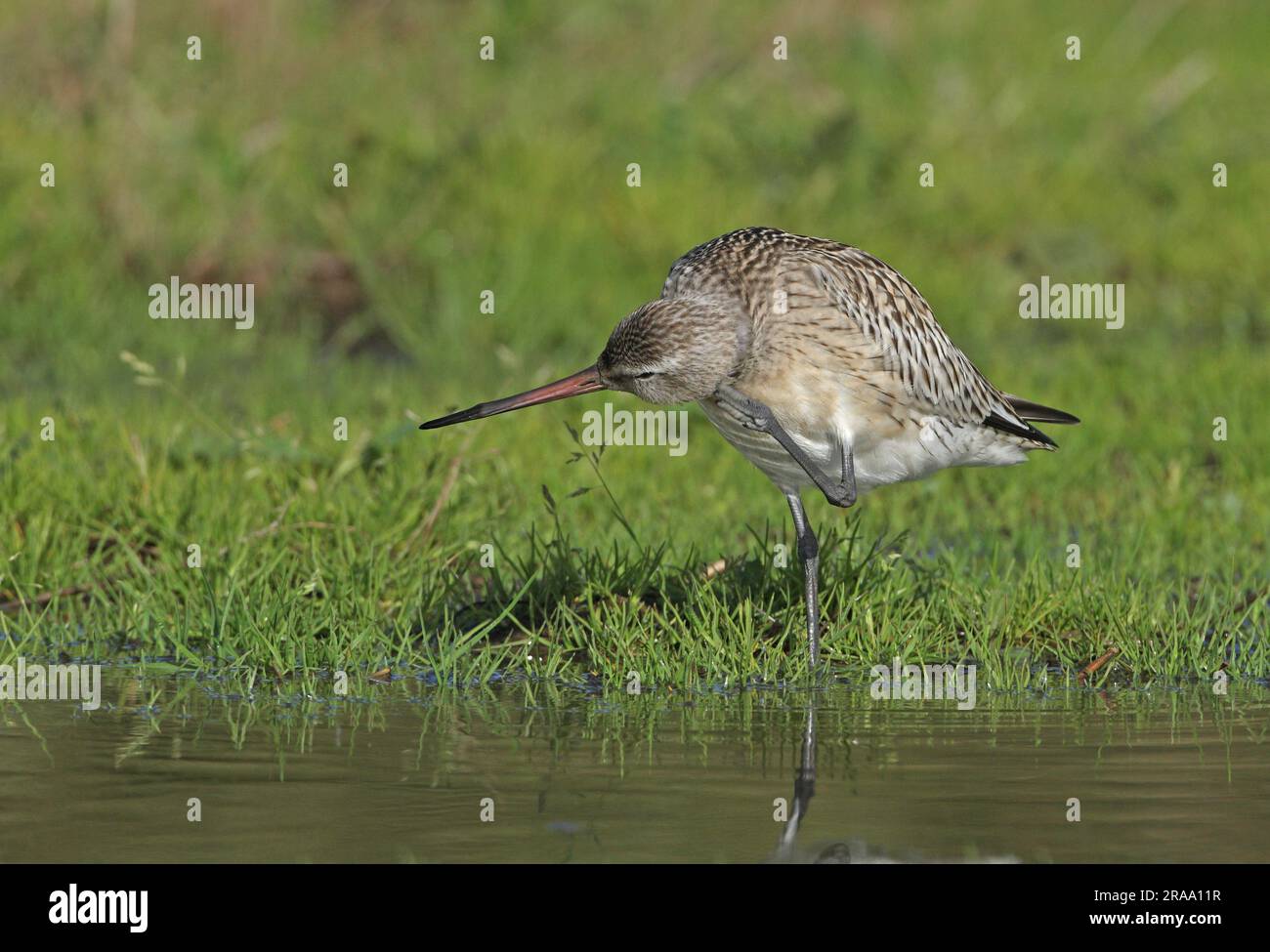 Bar-tailed Godwit (Limosa lapponica) juvenile standing in damp field ...
