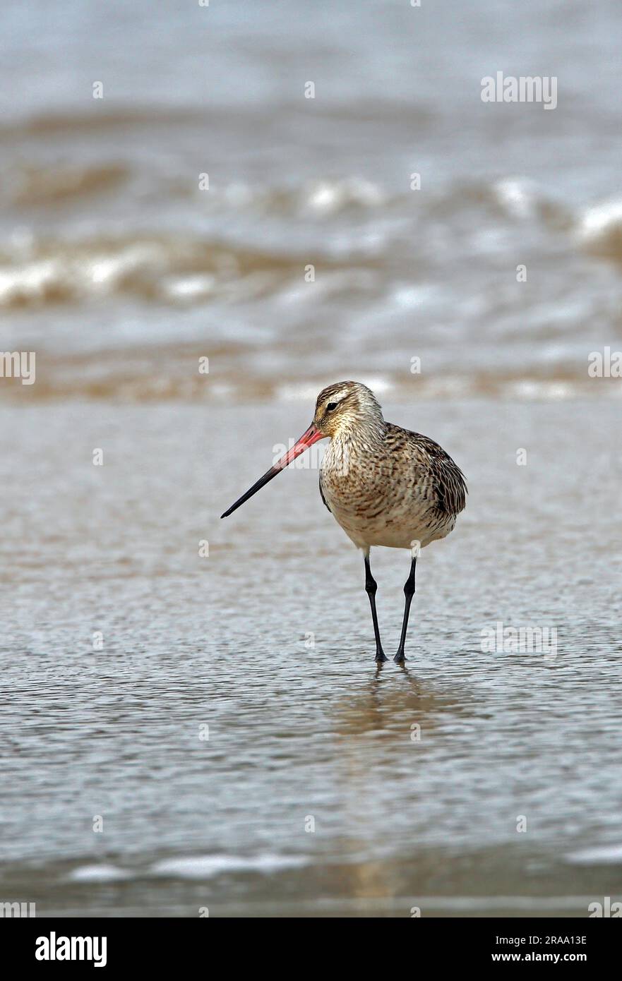 Bar-tailed Godwit (Limosa lapponica) winter plumage adult standing in ...