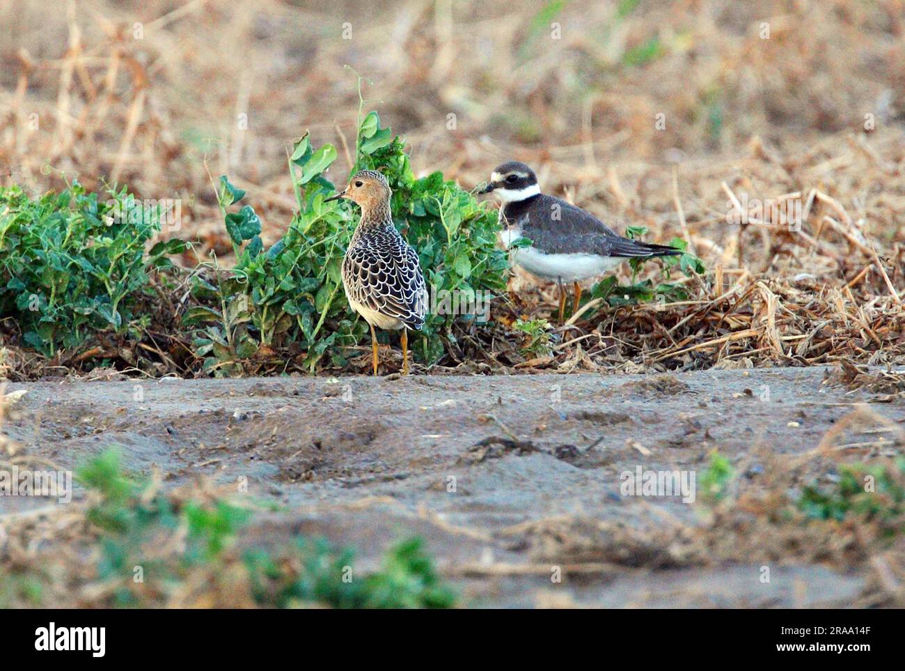 Buff-breasted Sandpiper (Trynigites subruficollis) standing in pea ...