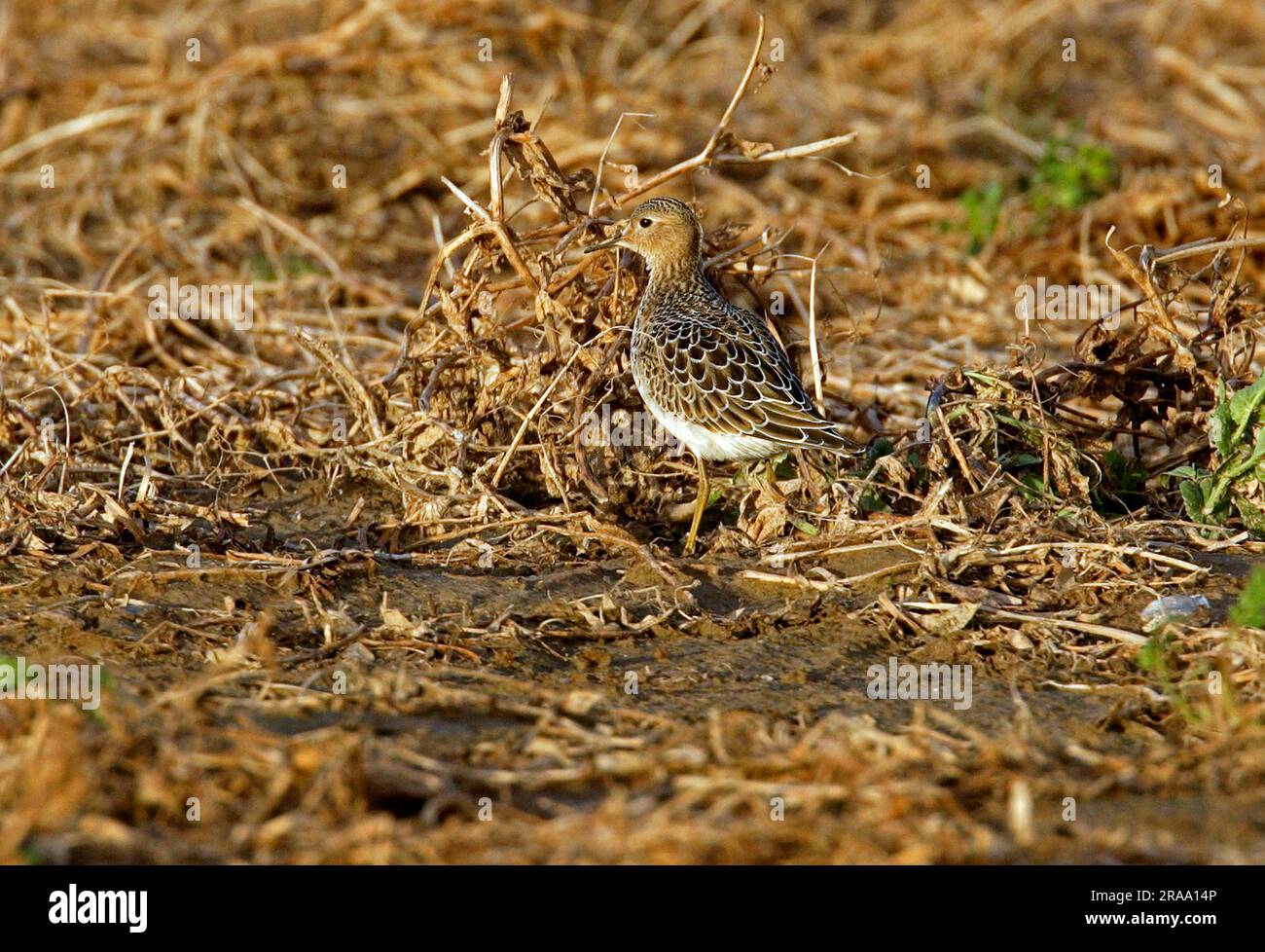 Trynigites subruficollis hi-res stock photography and images - Alamy