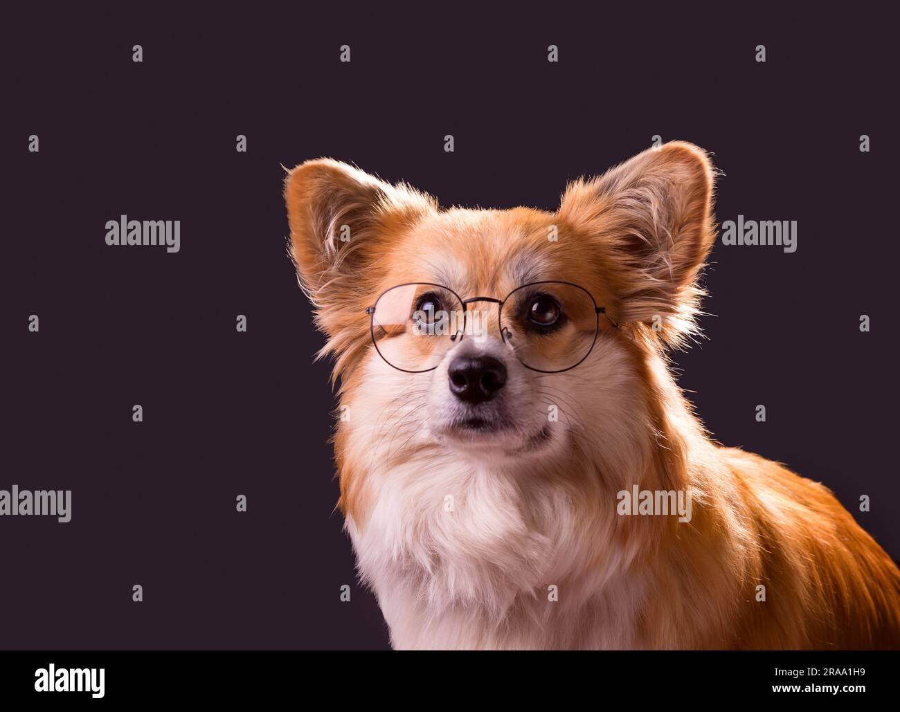 smart Corgi wearing glasses. Welsh Corgi Pembroke Portrait. Adorable ...