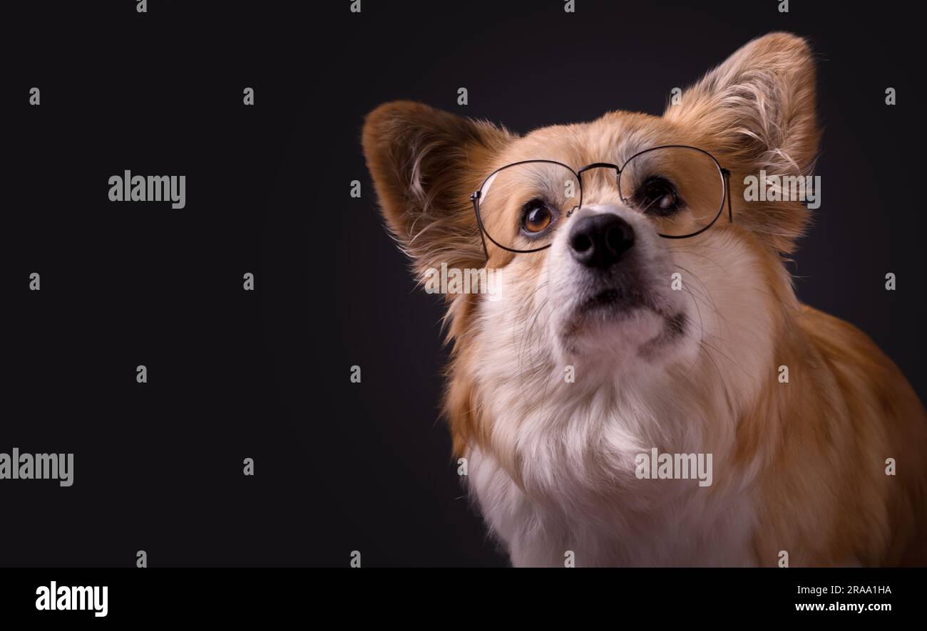 smart Corgi wearing glasses. Welsh Corgi Pembroke Portrait. Adorable ...