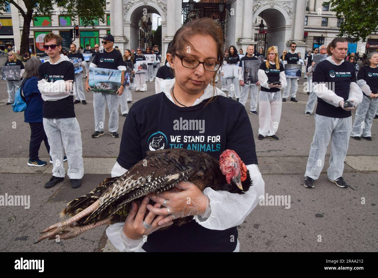 Dead turkey hi-res stock photography and images - Alamy