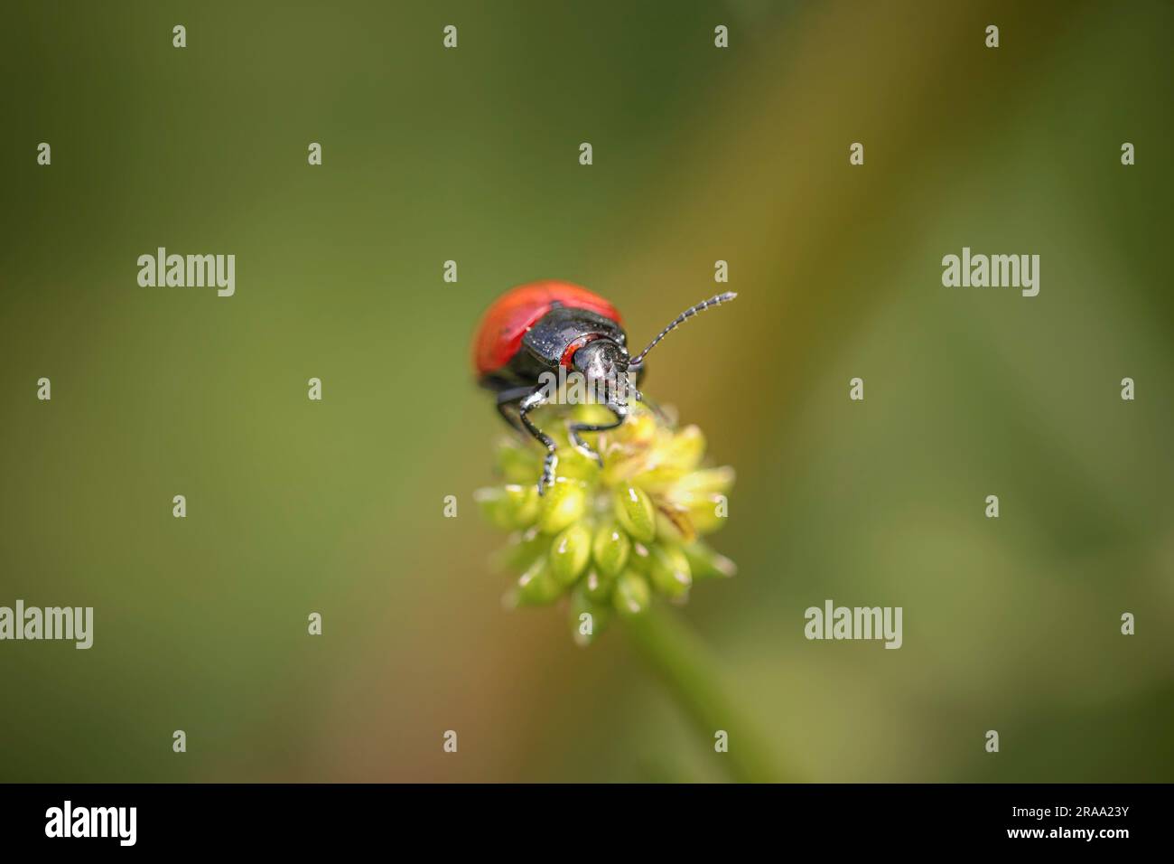 Red and black insect from a portuguese meadow Stock Photo - Alamy