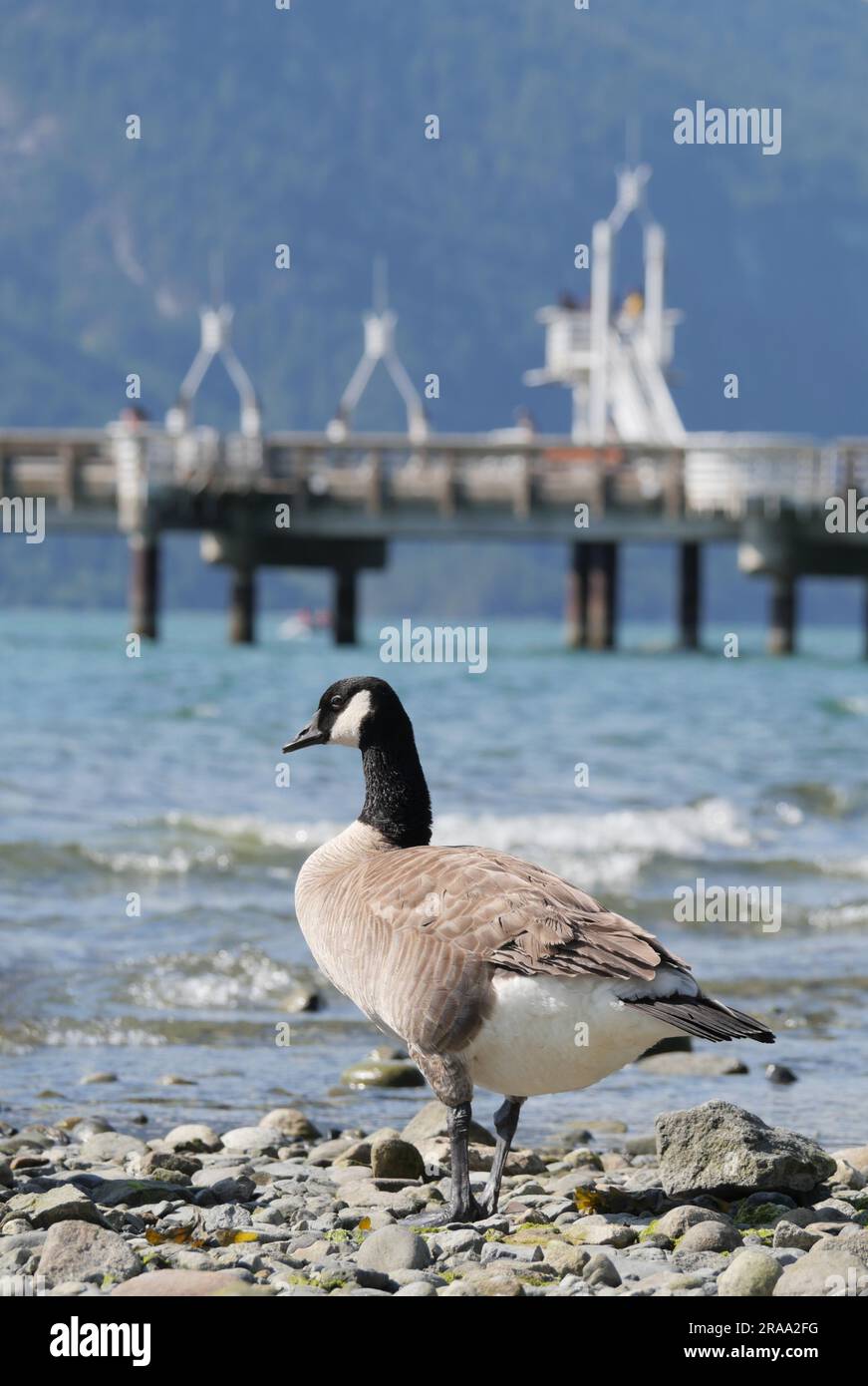 Canadian Goose standing on the beach at Porteau Cove Provincial Park ...