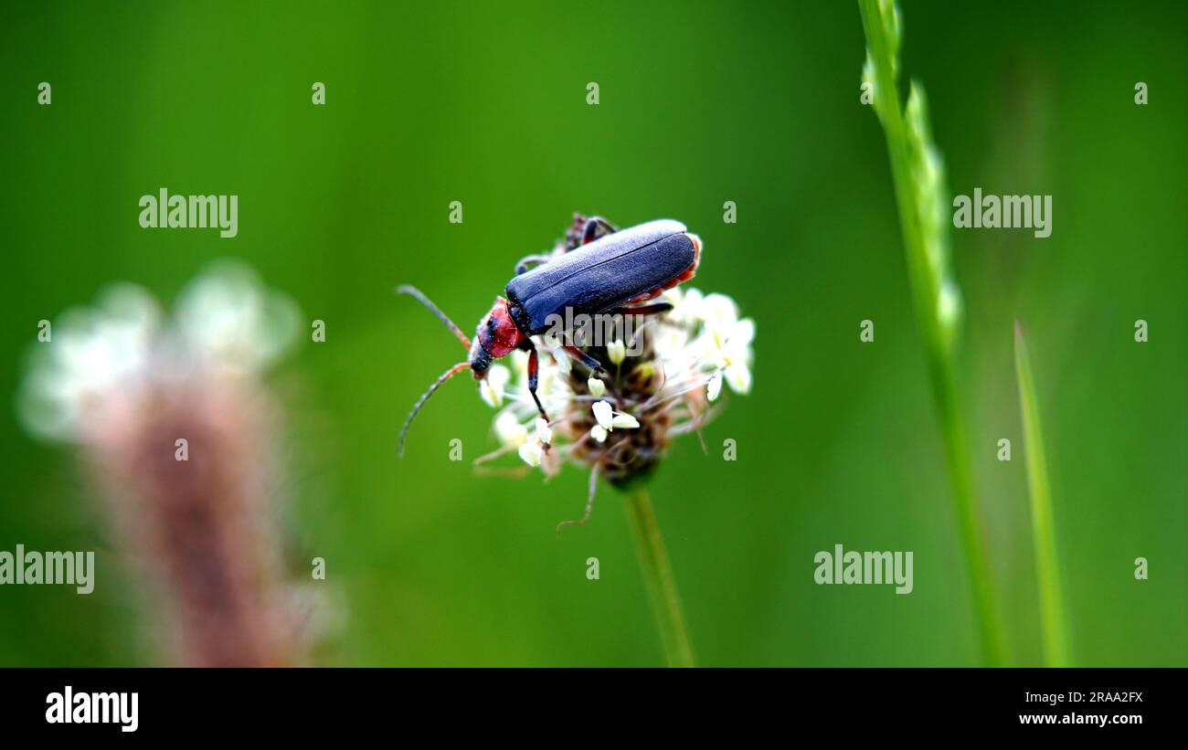 bug named soldier beetle, Cantharis fusca,on the top of wild herb Stock ...