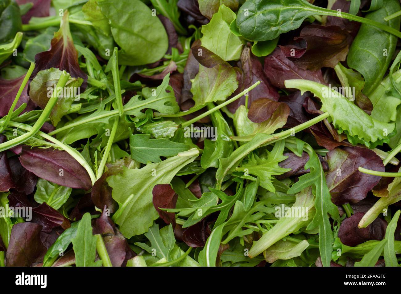 Salad texture hi-res stock photography and images - Alamy