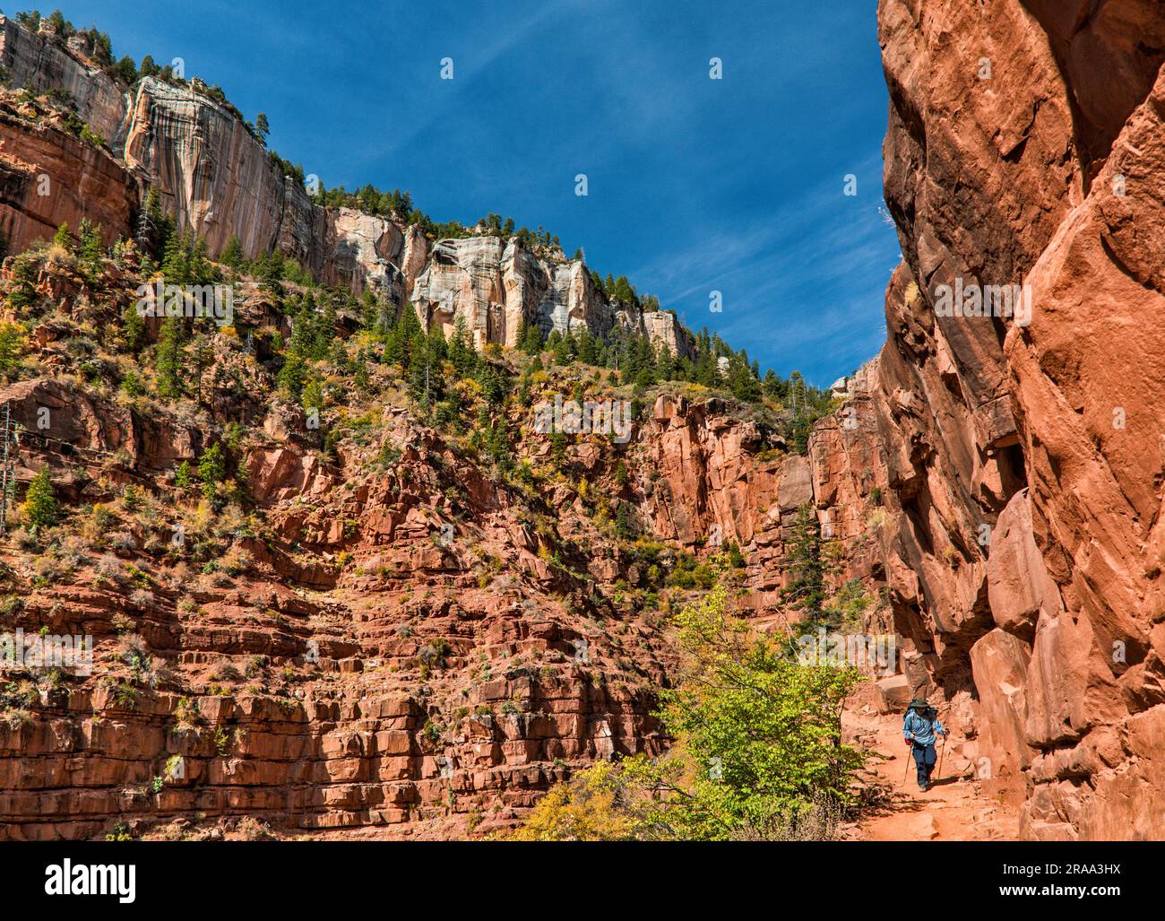 Hiker at North Kaibab Trail, Roaring Springs Canyon, below North Rim ...