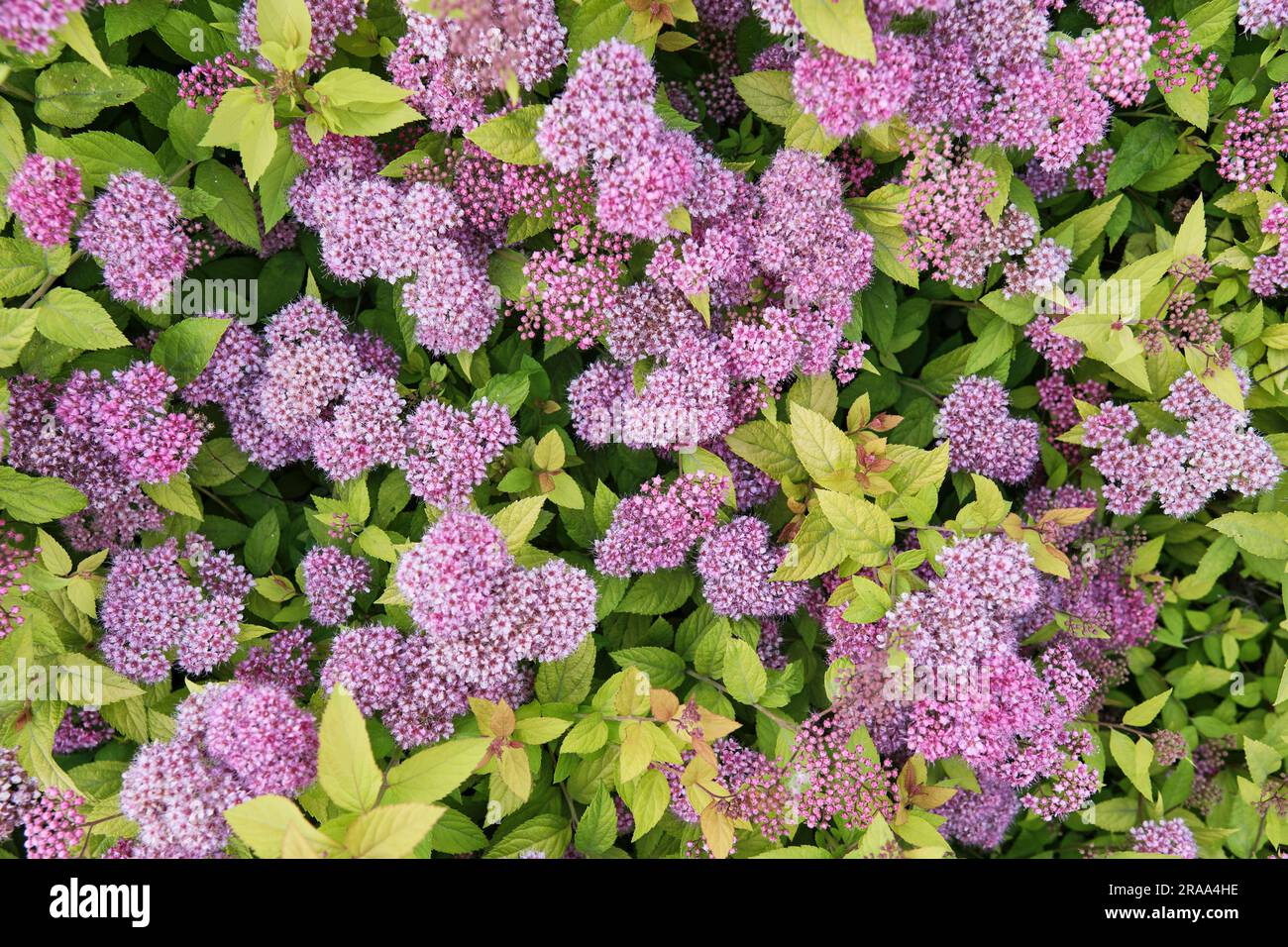 Decorative flowering plant Spiraea japonica. Top view Stock Photo - Alamy