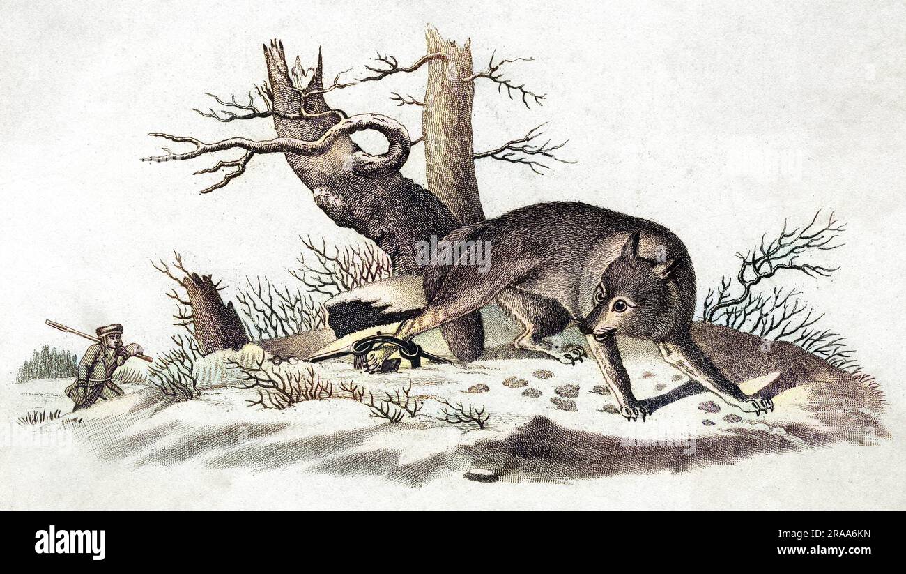 (canis latrans) This 'prairie wolf' or coyote has been caught in a trap ...