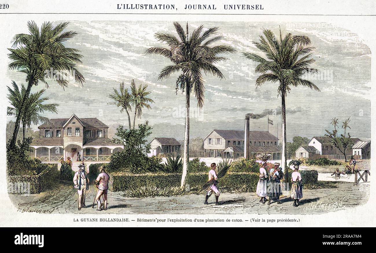 A cotton plantation in Suriname, while the country was still under ...