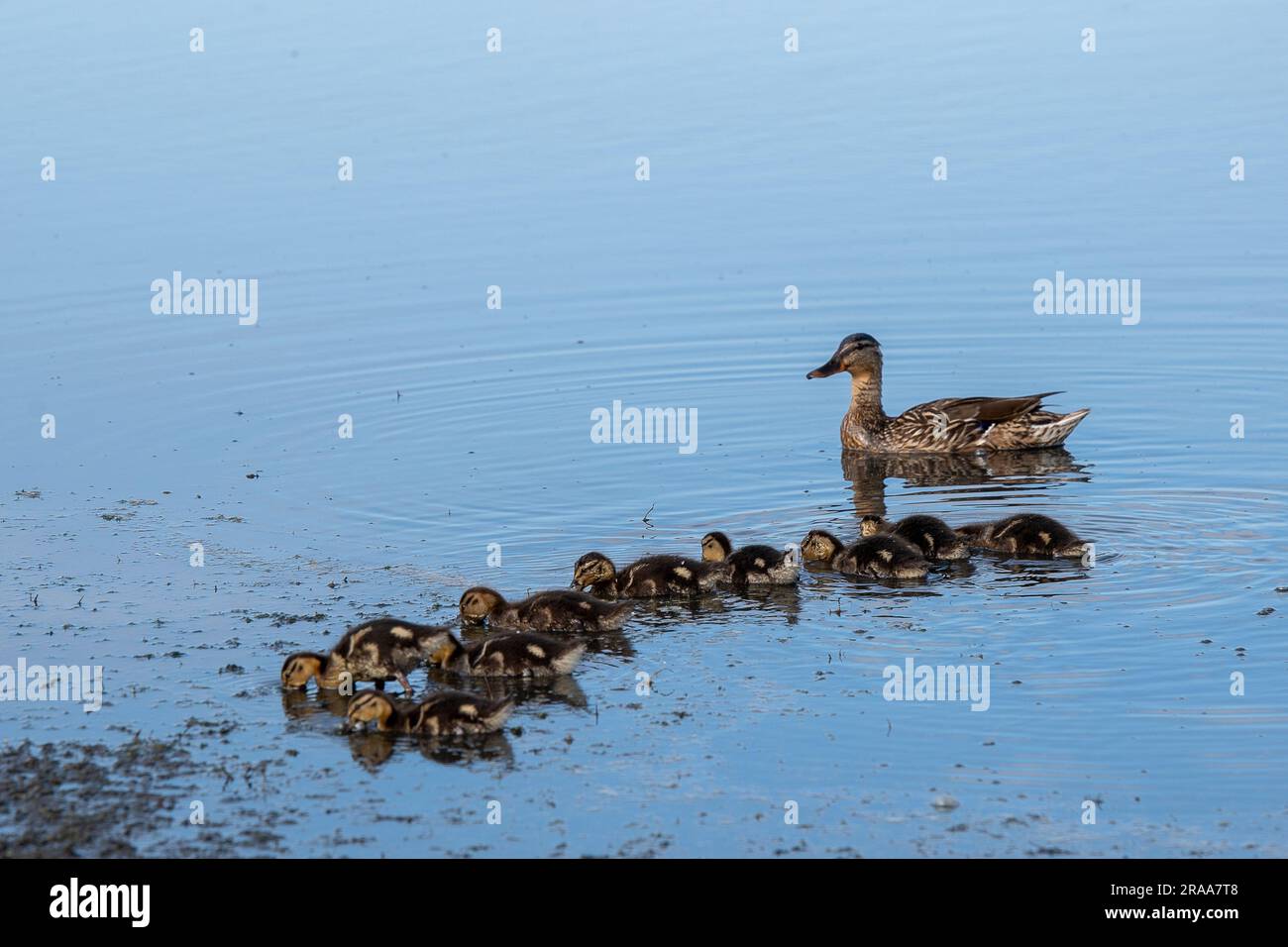 Inland feeding habitats hi-res stock photography and images - Alamy
