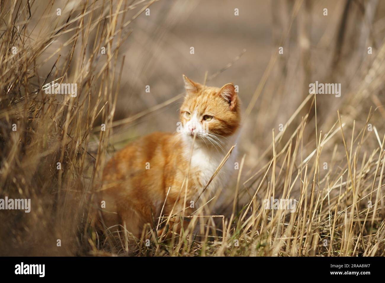Ginger white cat walk in sunny dry grass Stock Photo - Alamy