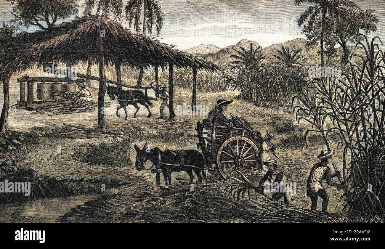 Food processing 19th century hi-res stock photography and images - Alamy