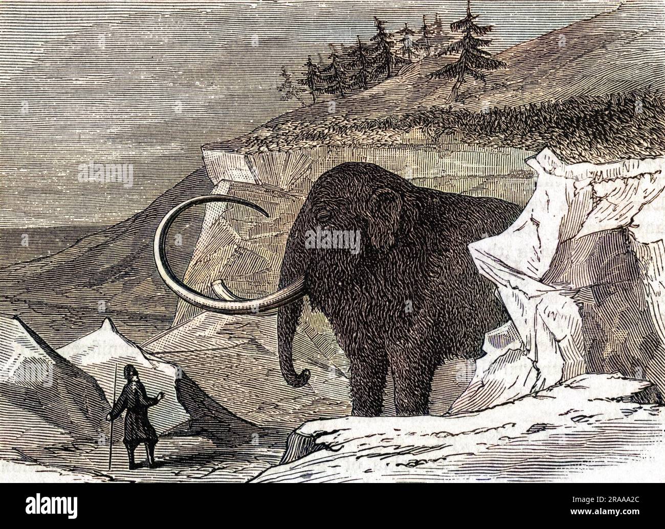 Frozen Woolly Mammoth In Russia