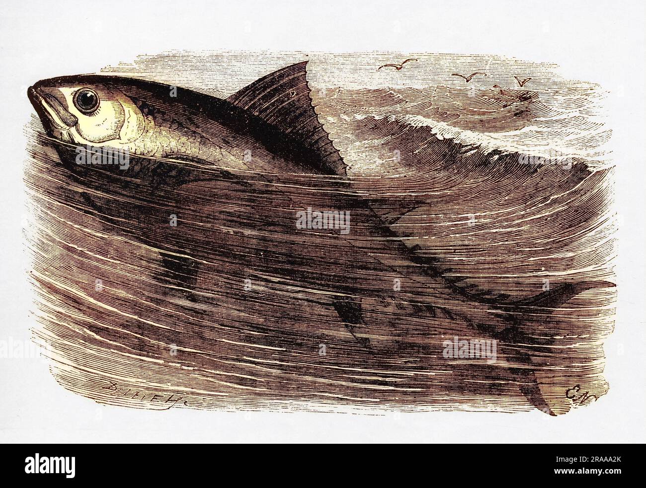 A tunny or tuna fish Stock Photo - Alamy