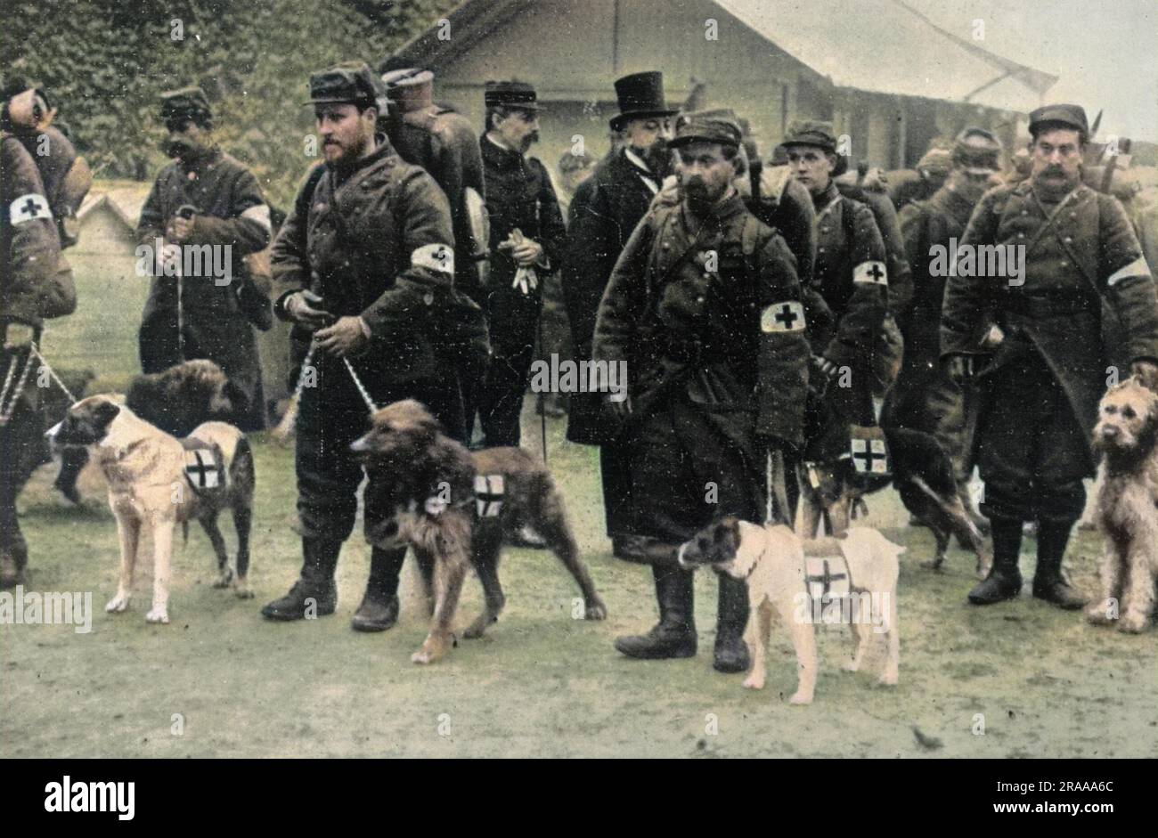 French army dogs hi-res stock photography and images - Alamy