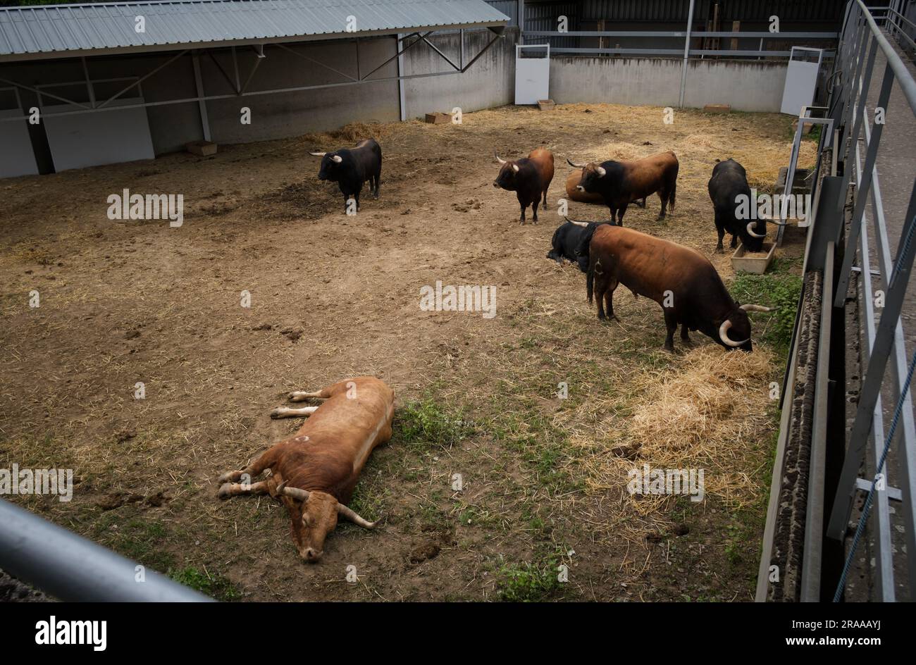 Pamplona, Spain. 02nd July, 2023. Bulls from the Jose Escolar Gil ranch ...