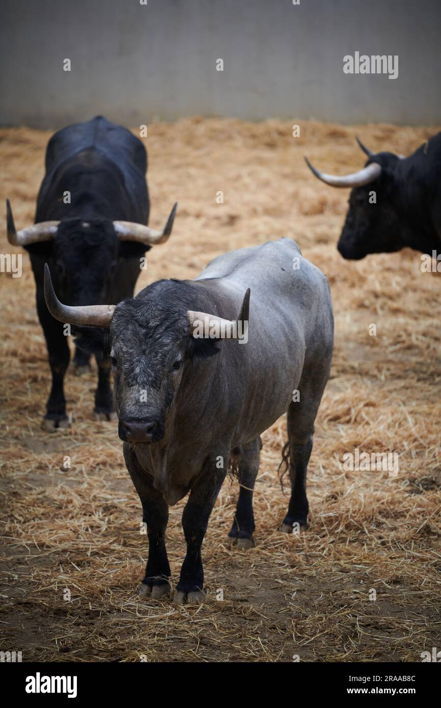 Jose escolar gil ranch hi-res stock photography and images - Alamy