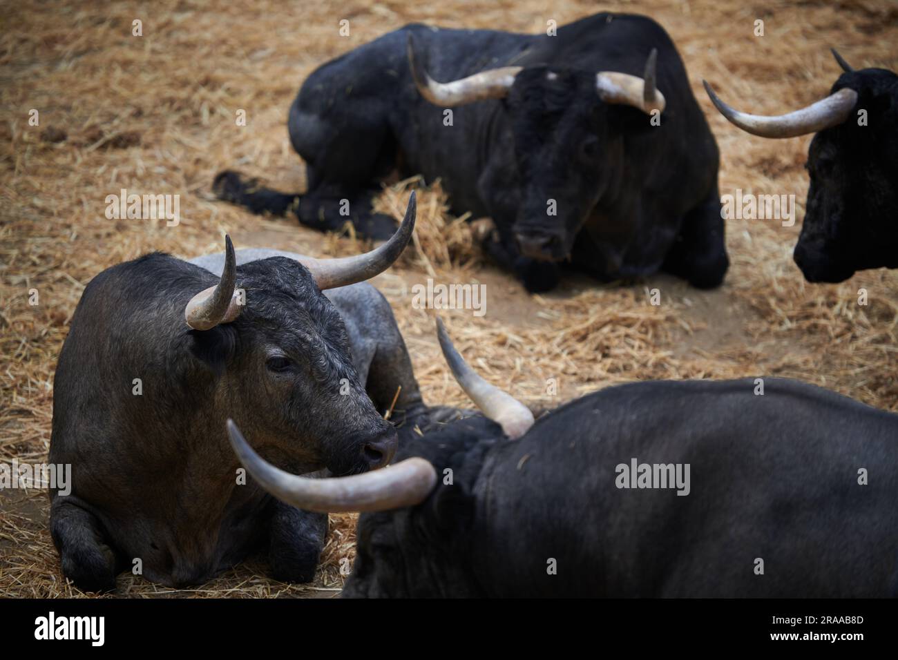 Jose escolar gil ranch hi-res stock photography and images - Alamy